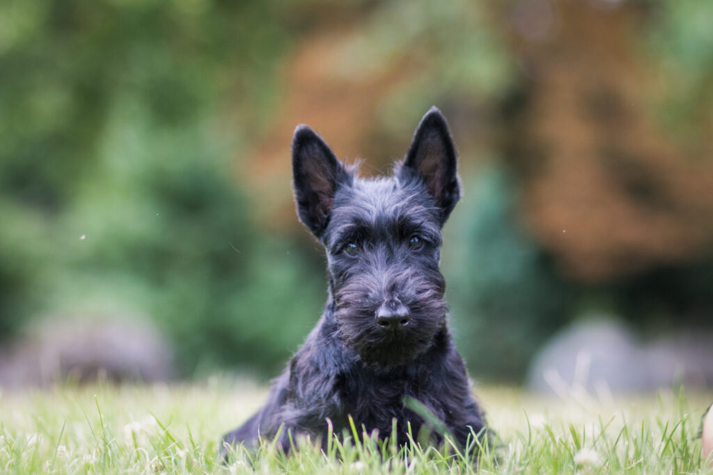 Puppy Protocol - Southern Scotties