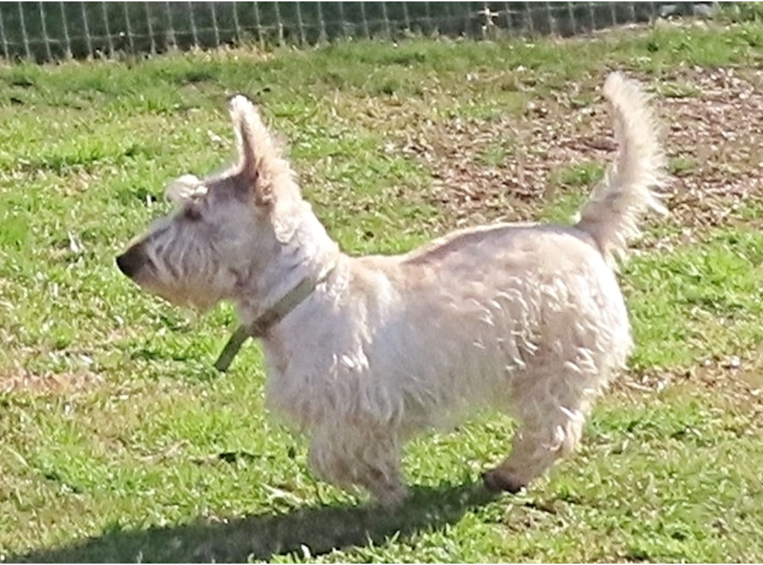 Scottish Terrier Puppy Pricing & Shipping | Southern Scotties